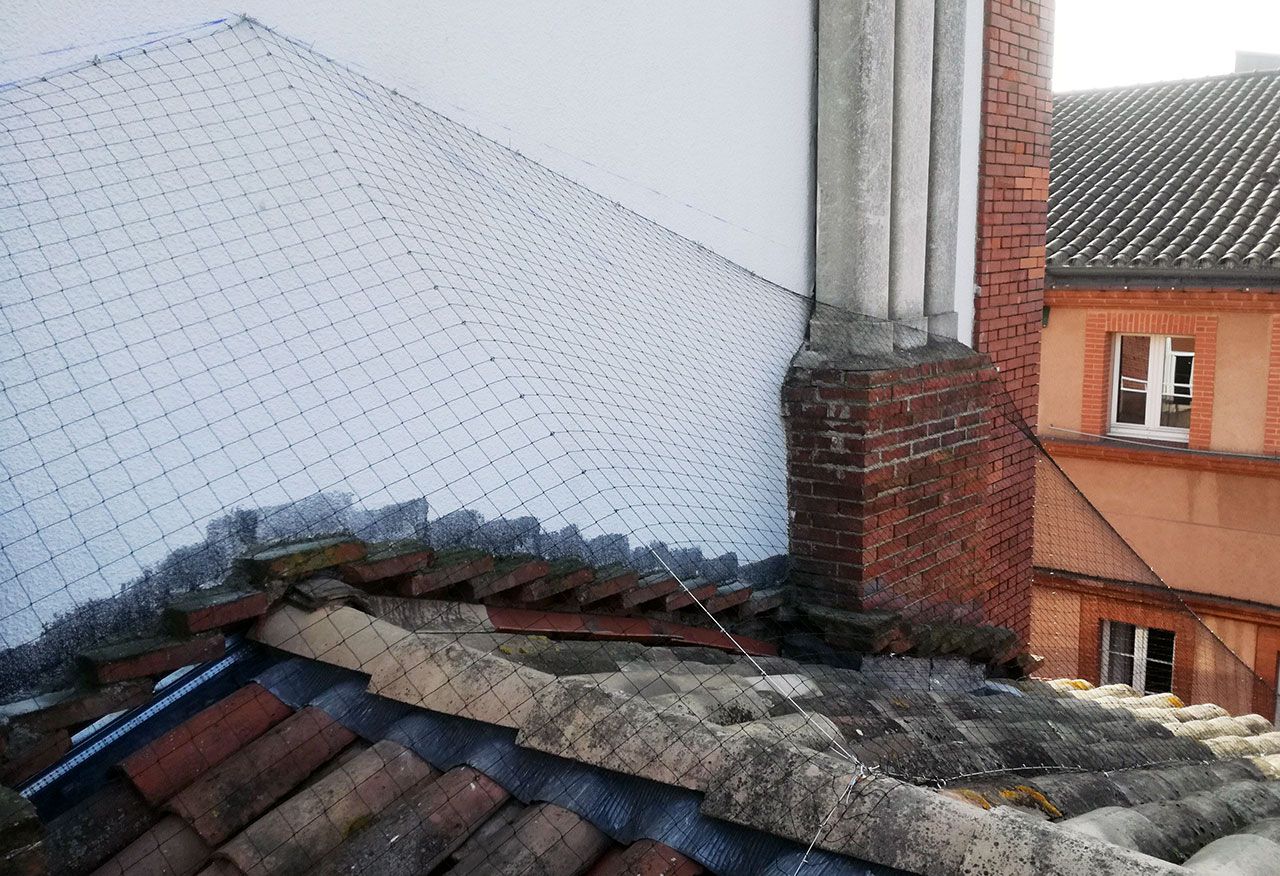 Dispositifs et solutions anti-pigeons | Evobird